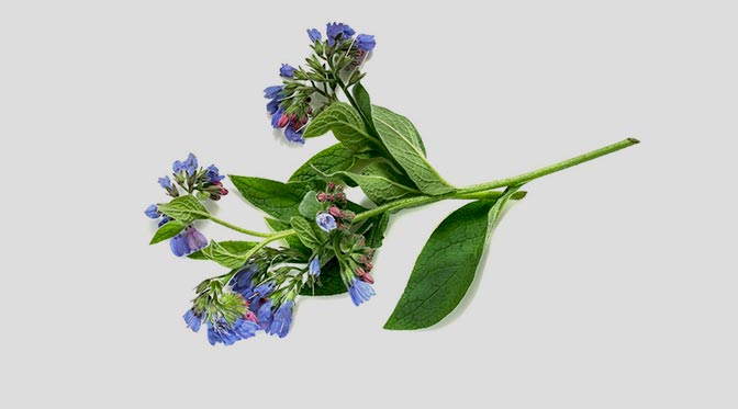 Comfrey Root Extract